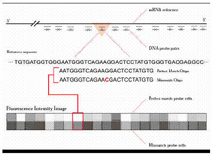 Microarray Affymetrix Chips • Genstat v22